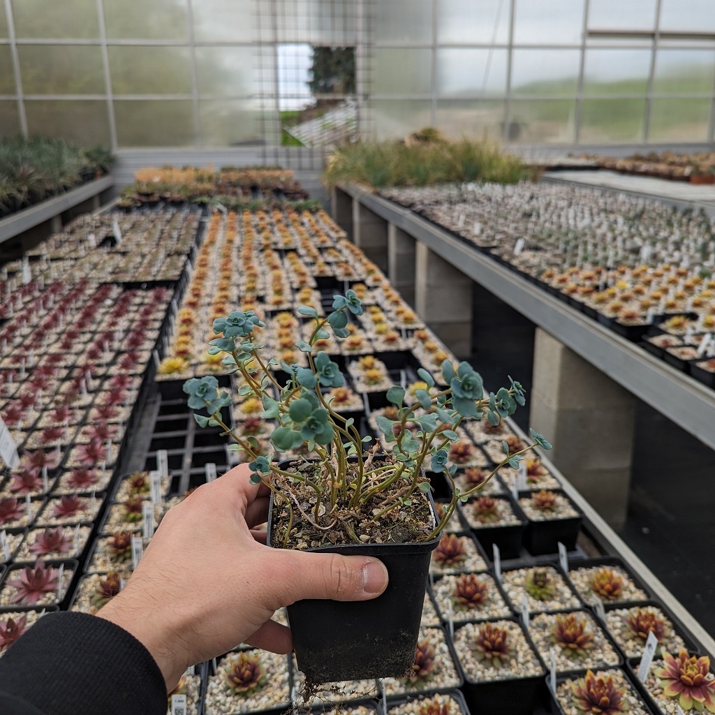 Sedum cauticula cv. Lidakense (dw) - Uhlig Kakteen - plus de 5000 d ...