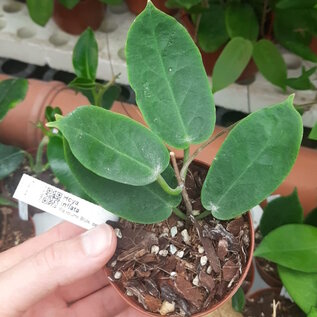 Hoya inflata - Uhlig Kakteen - more than 5,000 different species