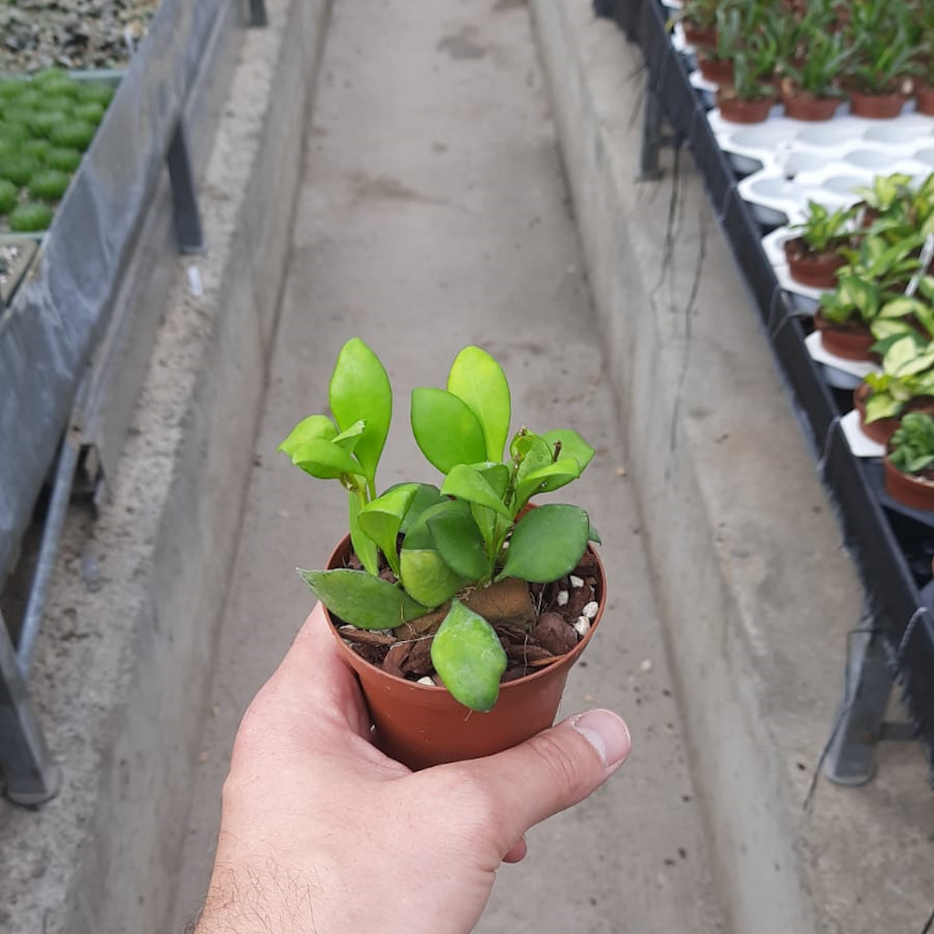 Hoya heuschkeliana - Uhlig Kakteen - more than 5,000 different species