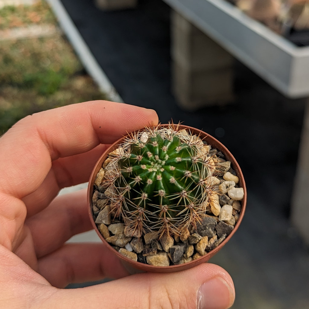 Echinopsis-Hybr. Don Juan, Schick x Impulse, Schick Schick-Hybriden ...