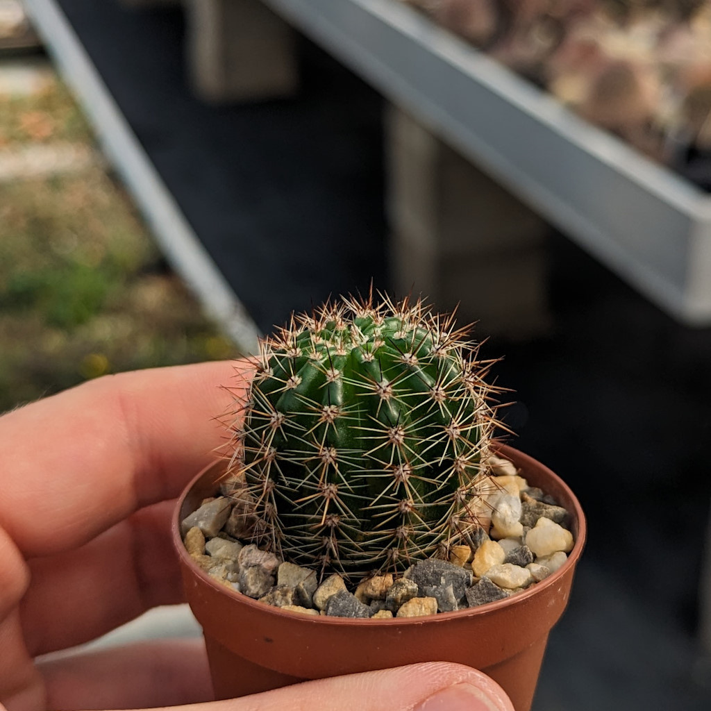 Echinopsis-Hybr. Don Juan (Schick) x Impulse (Schick) - Uhlig Kakteen ...