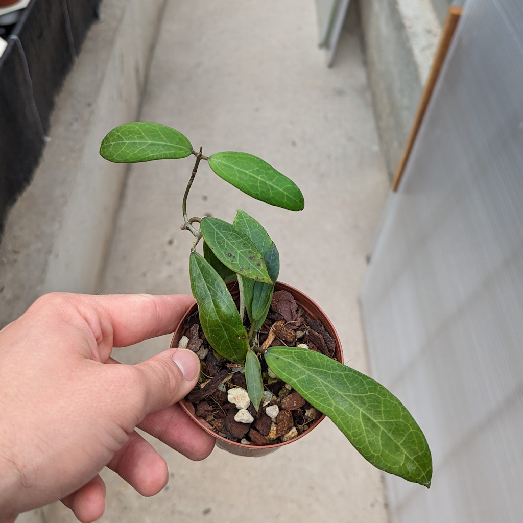 Hoya rubida - Uhlig Kakteen - more than 5,000 different species