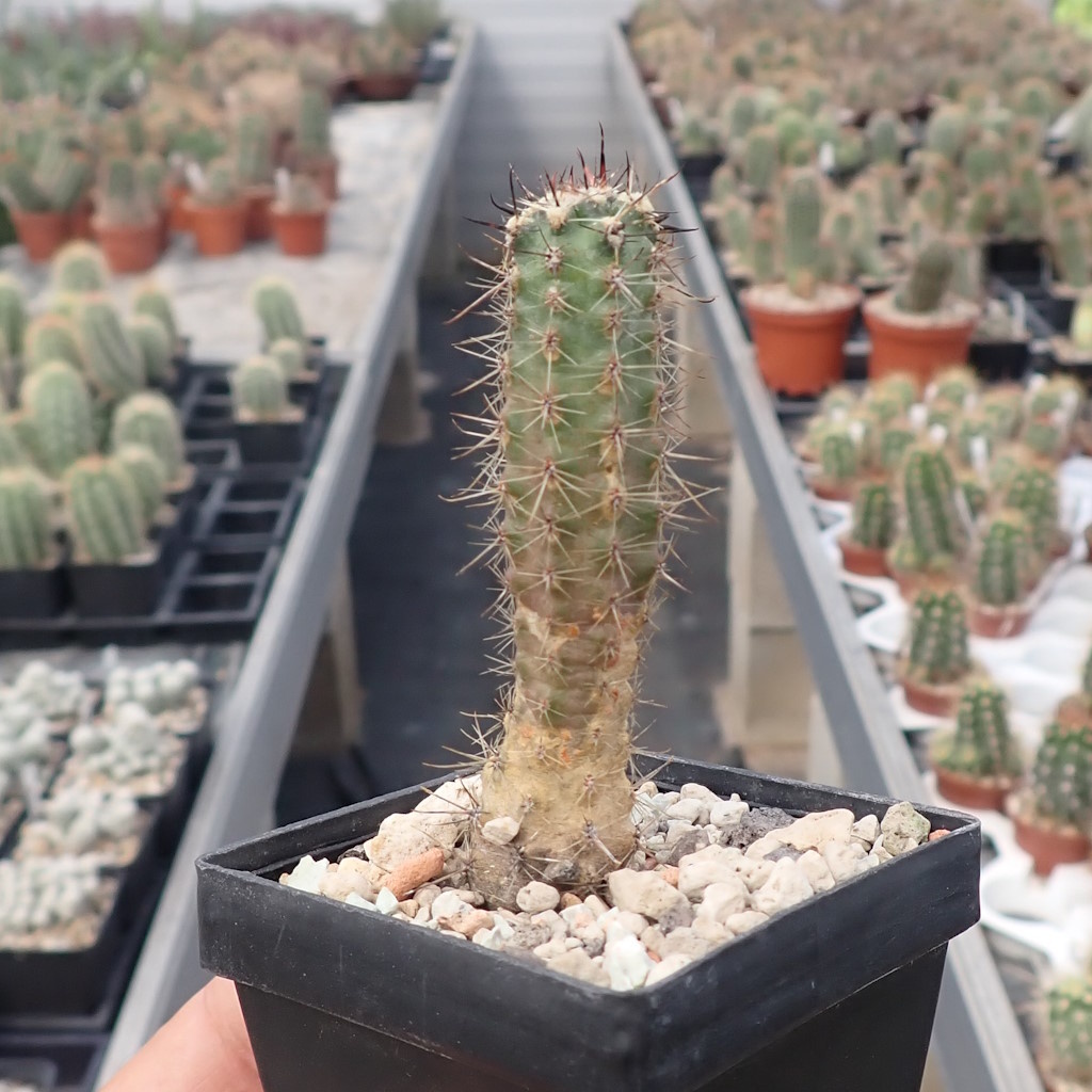 Austrocactus longicarpus SAR 3391 Primeros Pinos, Neuquén, Argentinien ...