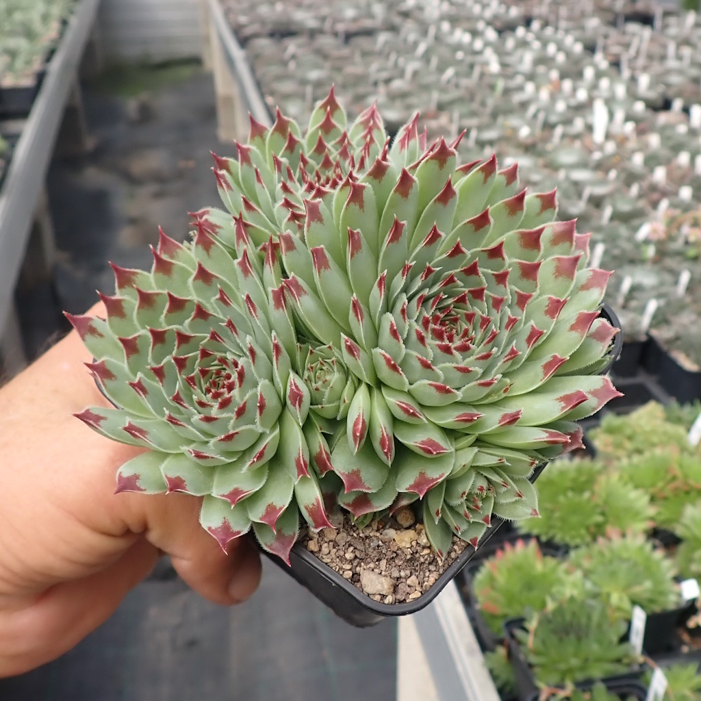 Sempervivum Chick Charms® Mint Marvel (dw) - Uhlig Kakteen - Über 5000 ...