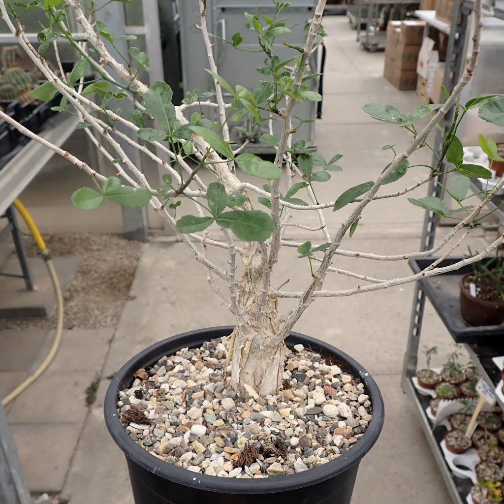 Commiphora spec. - Uhlig Kakteen - more than 5,000 different species