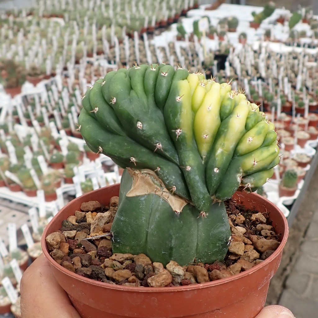 Trichocereus pachanoi cv. Variegata San Pedro gepfr. cristata - Uhlig ...