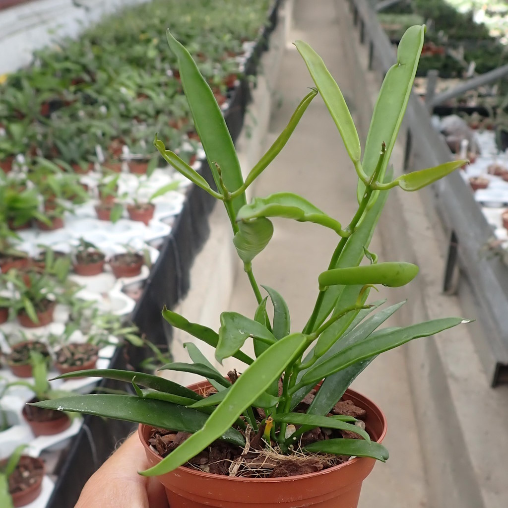 Dischidia parasitica - Uhlig Kakteen - more than 5,000 different species