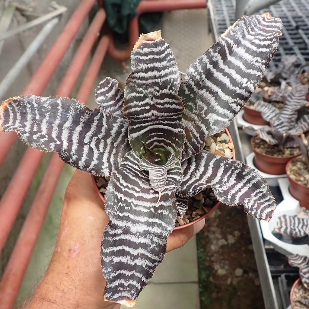 Cryptanthus zonatus cv. Zebra Star - Uhlig Kakteen - Über 5000 ...