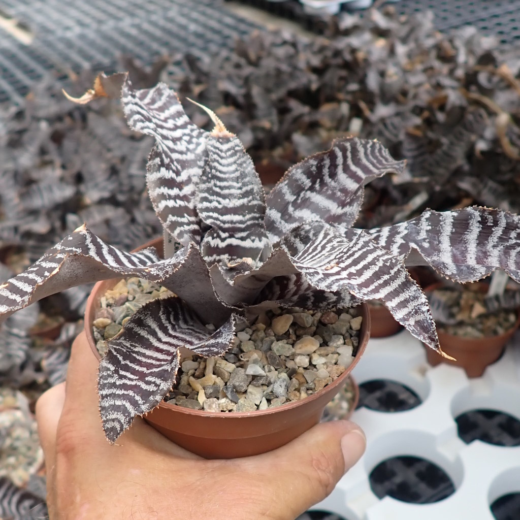 Cryptanthus zonatus cv. Zebra Star - Uhlig Kakteen - more than 5,000 ...