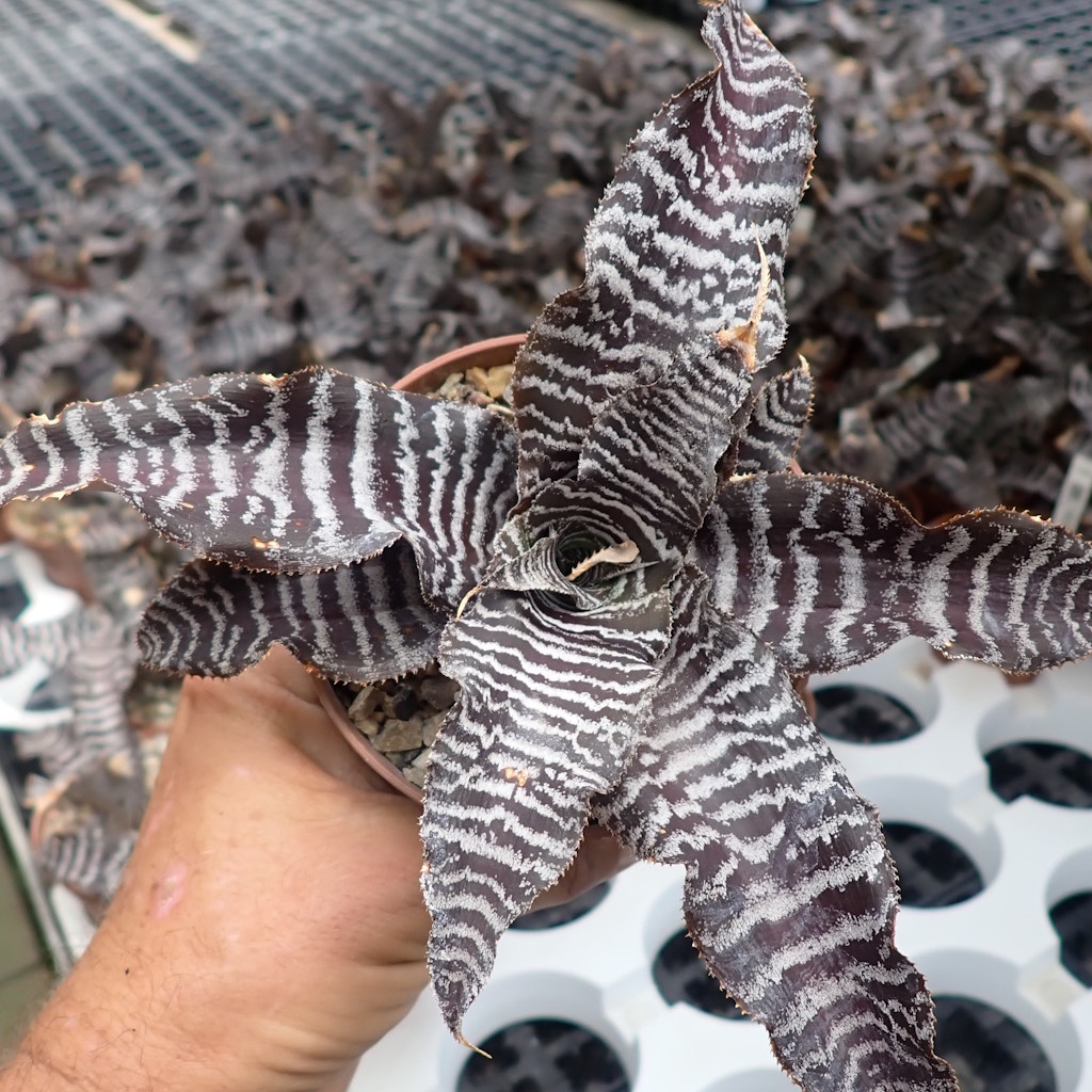 Cryptanthus zonatus cv. Zebra Star - Uhlig Kakteen - Über 5000 ...