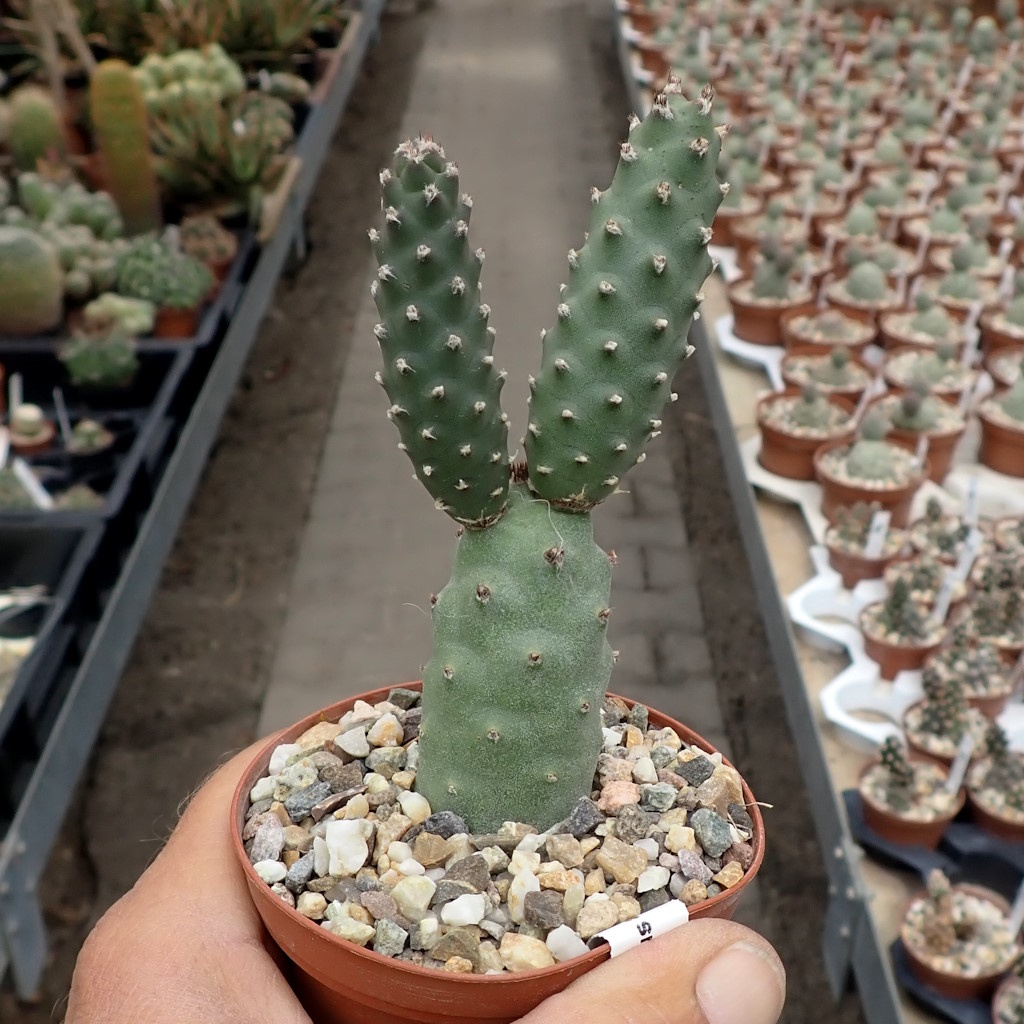 Tephrocactus articulatus v. inermis - Uhlig Kakteen - more than 5,000 ...
