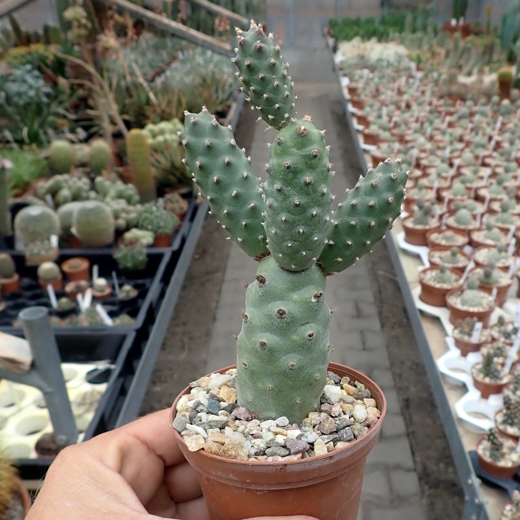Tephrocactus articulatus v. inermis - Uhlig Kakteen - more than 5,000 ...