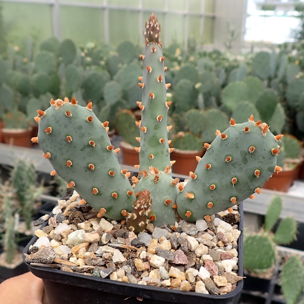 Opuntia basilaris v. brachyclada (dw) - Uhlig Kakteen - Über 5000 ...