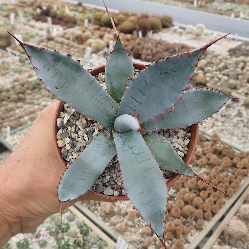 Agave palmeri cv. Kutsugen No Mai Ogi hart bis -12 °C (dw) - Uhlig ...