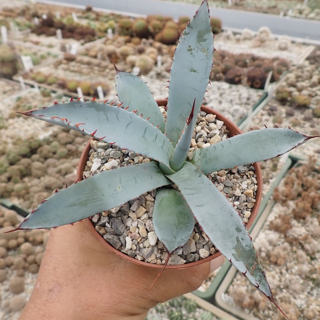 Agave palmeri cv. Kutsugen No Mai Ogi hart bis -12 °C (dw) - Uhlig ...
