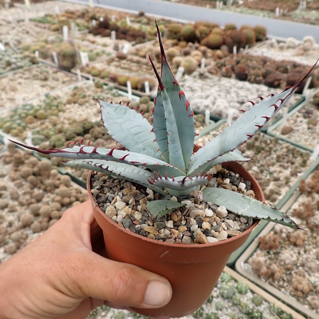 Agave palmeri cv. Kutsugen No Mai Ogi hart bis -12 °C (dw) - Uhlig ...