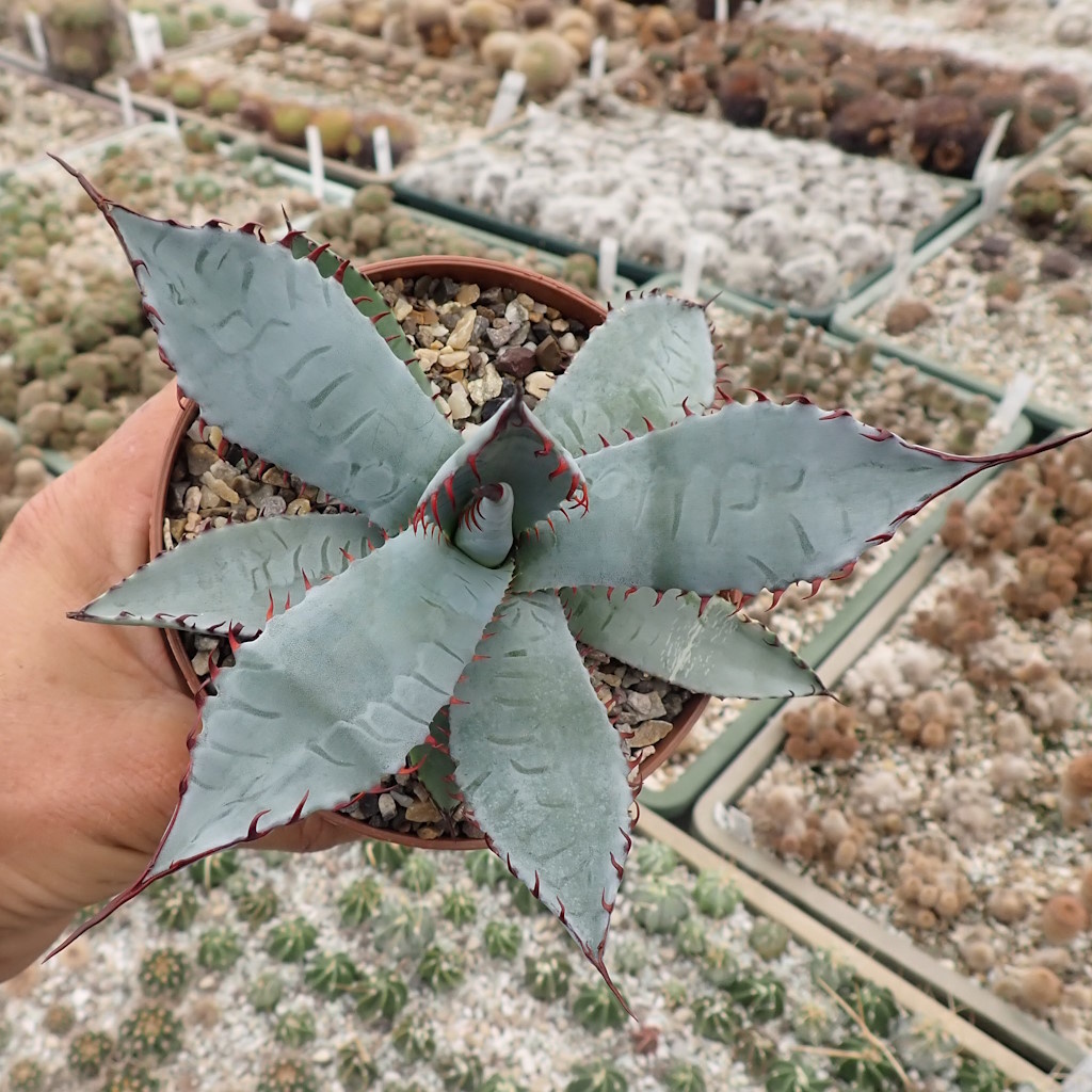 Agave palmeri cv. Kutsugen No Mai Ogi hart bis -12 °C (dw) - Uhlig ...