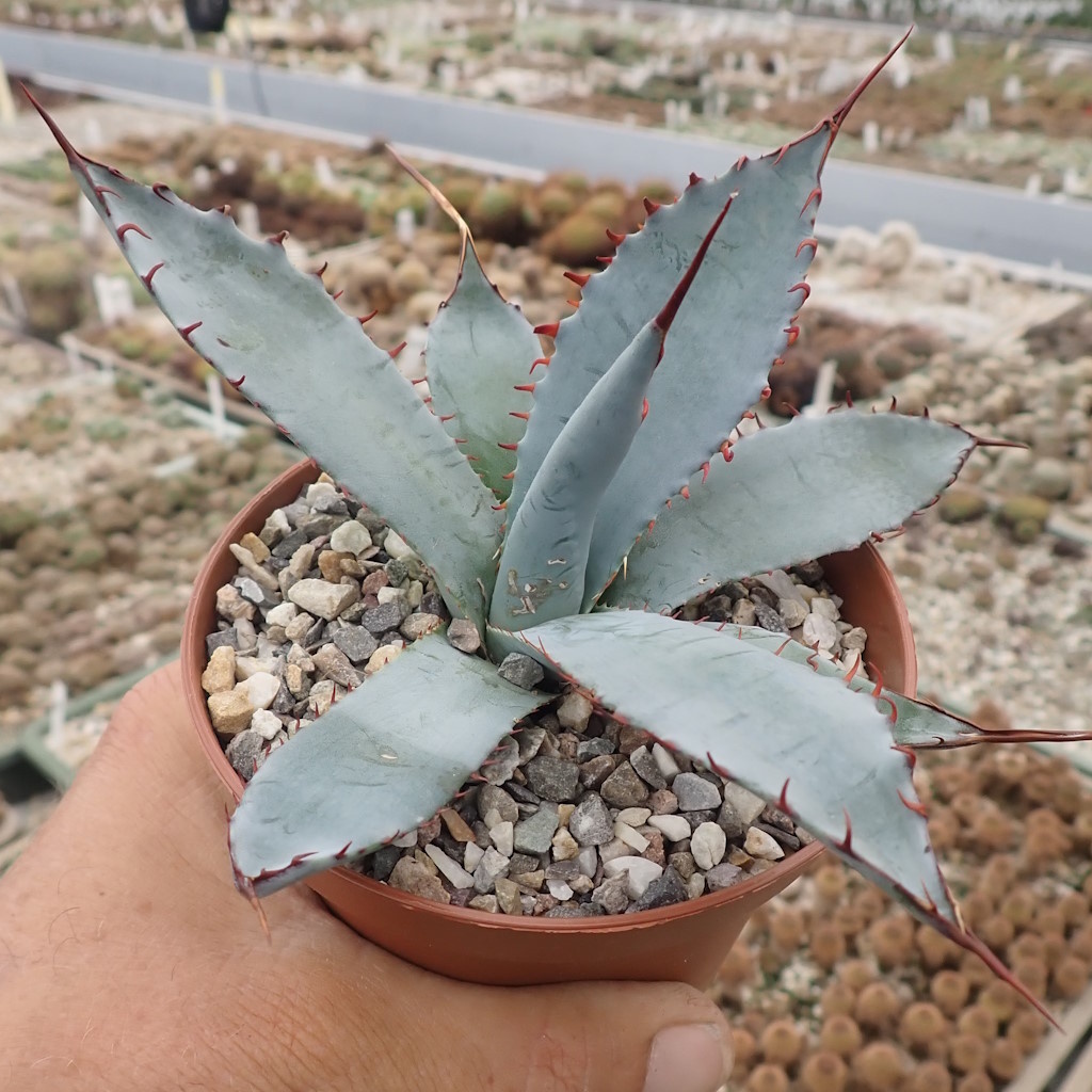 Agave palmeri cv. Kutsugen No Mai Ogi hart bis -12 °C (dw) - Uhlig ...