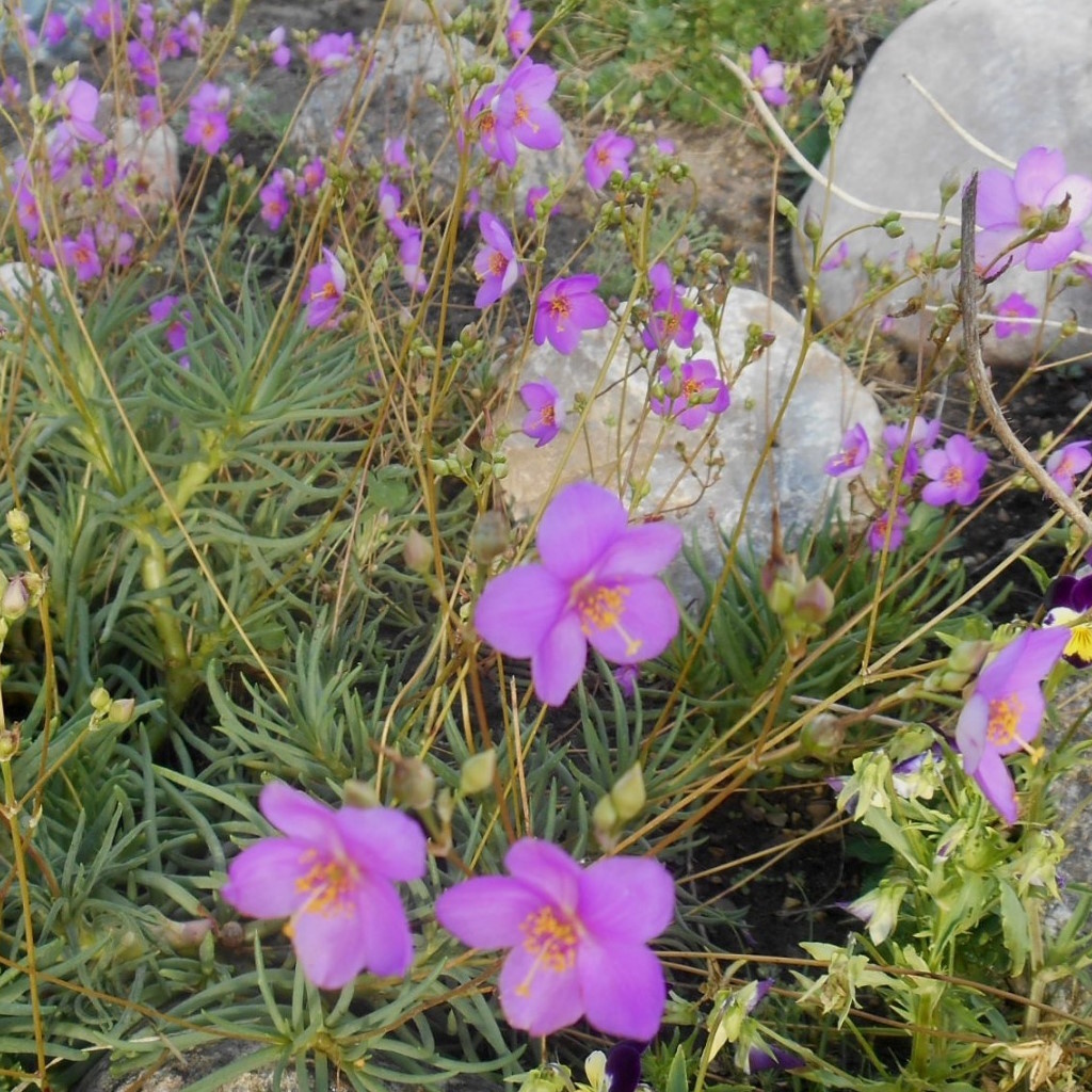 Talinum calycinum (dw) - Uhlig Kakteen - Über 5000 verschiedene Arten
