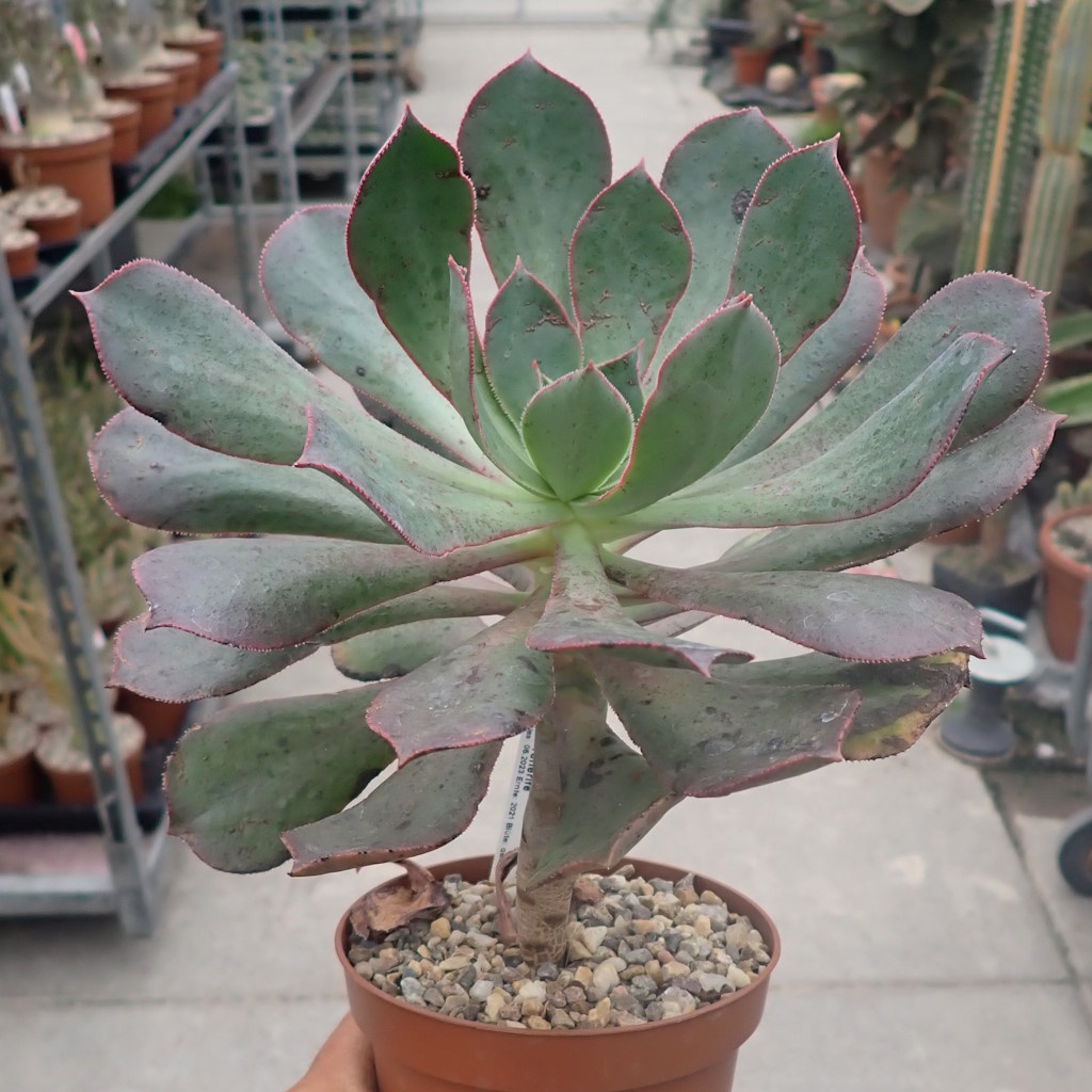 Aeonium davidbramwellii - Uhlig Kakteen - more than 5,000 different species