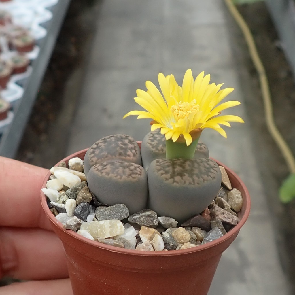 Lithops hallii v. hallii - Uhlig Kakteen - Über 5000 verschiedene Arten