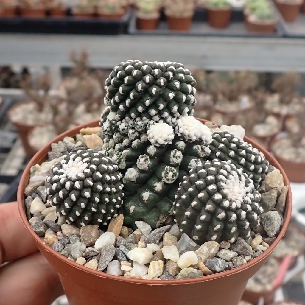 Copiapoa humilis ssp. tenuissima f. monstrosus - Uhlig Kakteen - Über ...