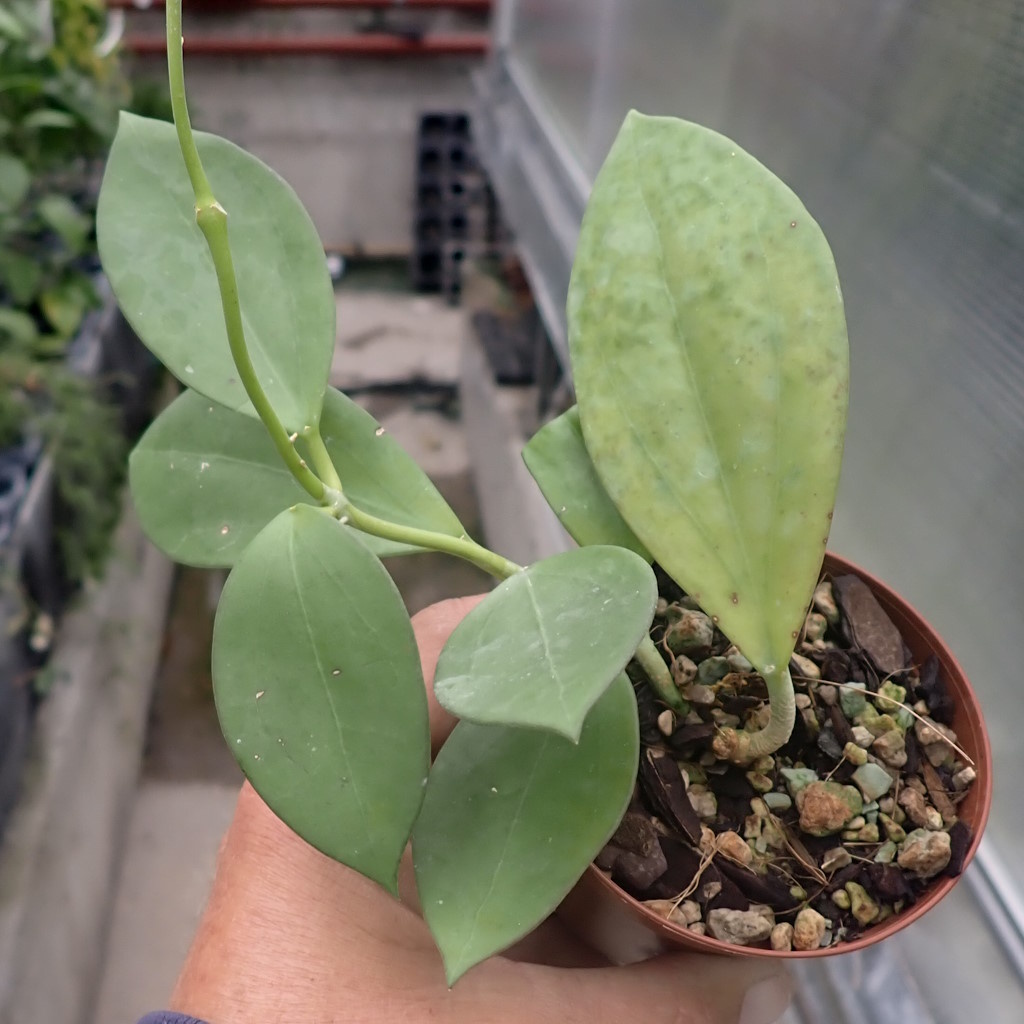 Hoya cv. Bent - Uhlig Kakteen - more than 5,000 different species