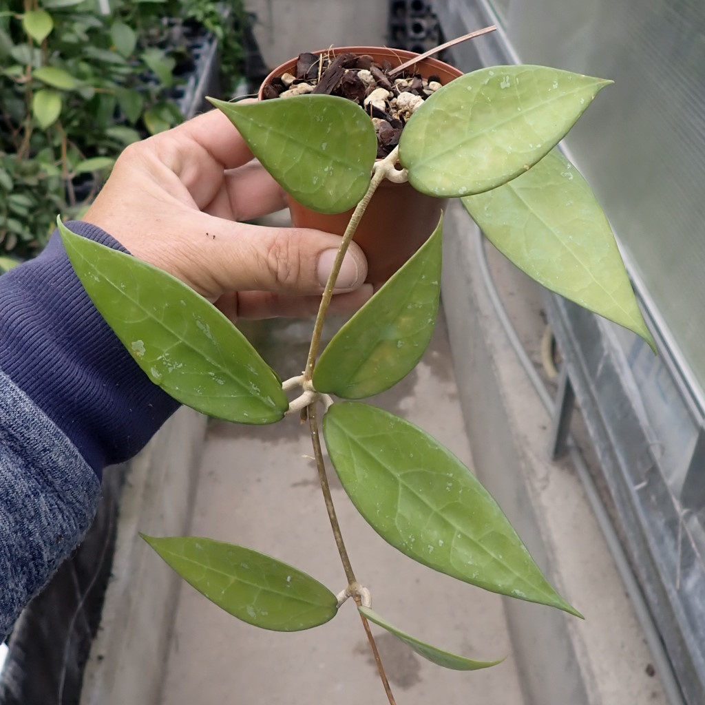 Hoya sp. MA 20 Anjuk, Ladang, Malaysia - Uhlig Kakteen - more than ...