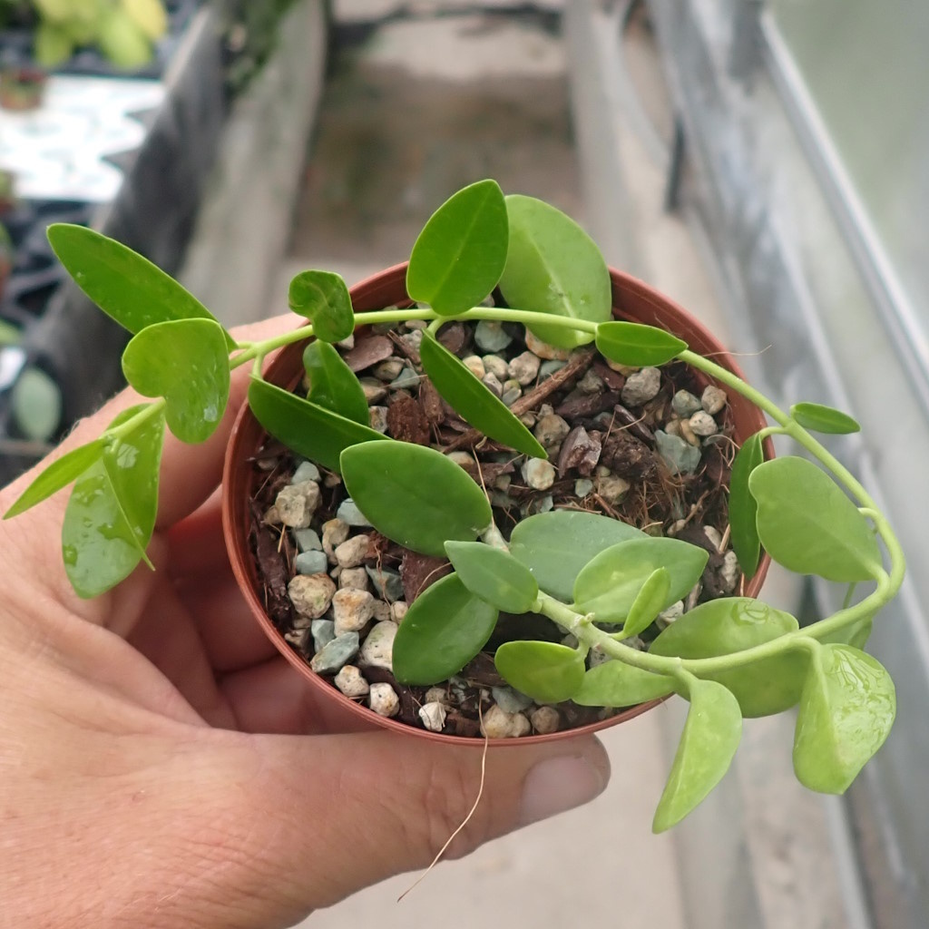 Hoya cummingiana - Uhlig Kakteen - more than 5,000 different species
