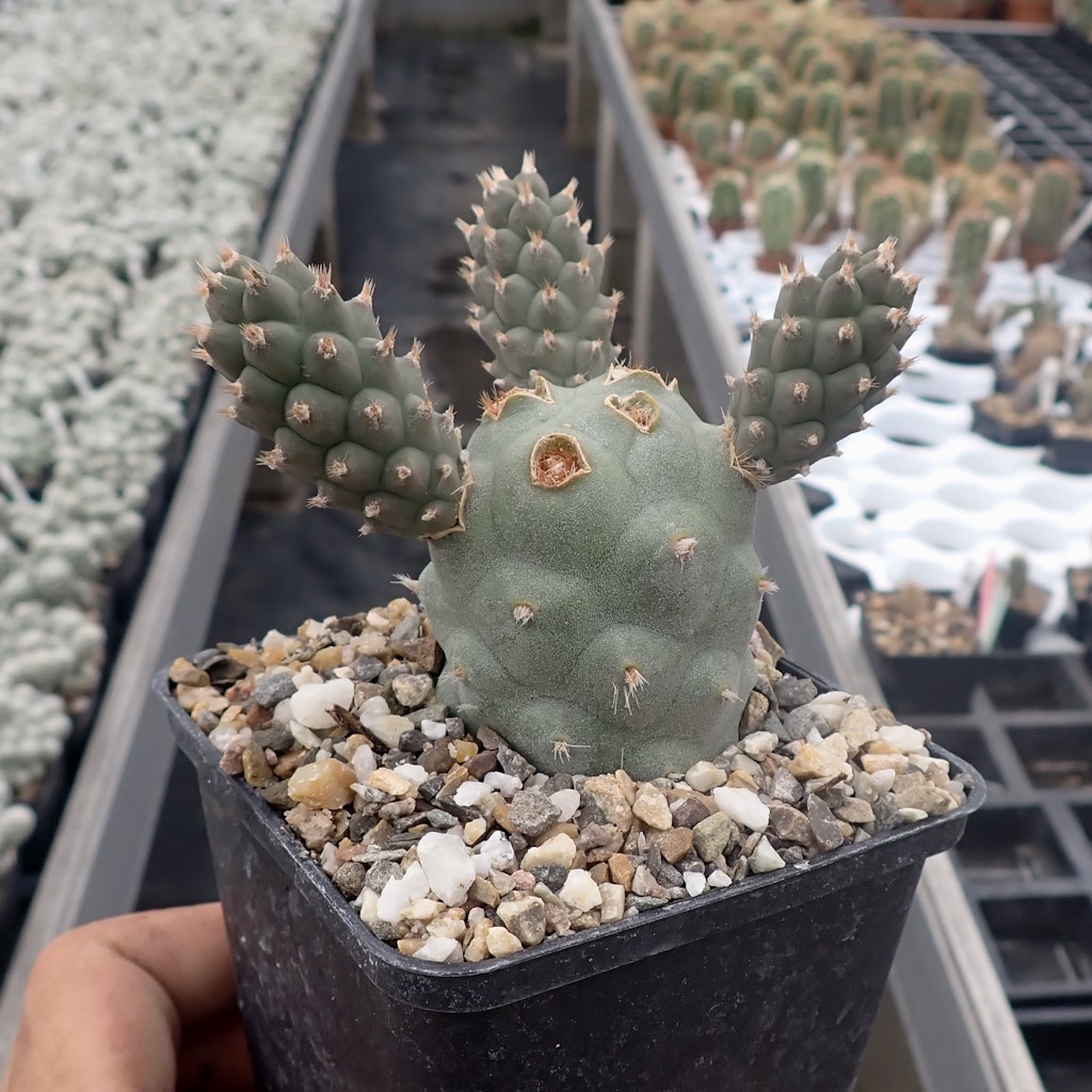 Tephrocactus articulatus v. strobiliformis (dw) - Uhlig Kakteen - more than 5,000 different species