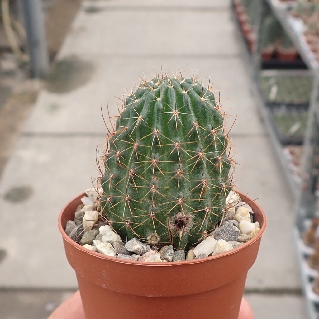 Lobivia saltensis - Uhlig Kakteen - more than 5,000 different species