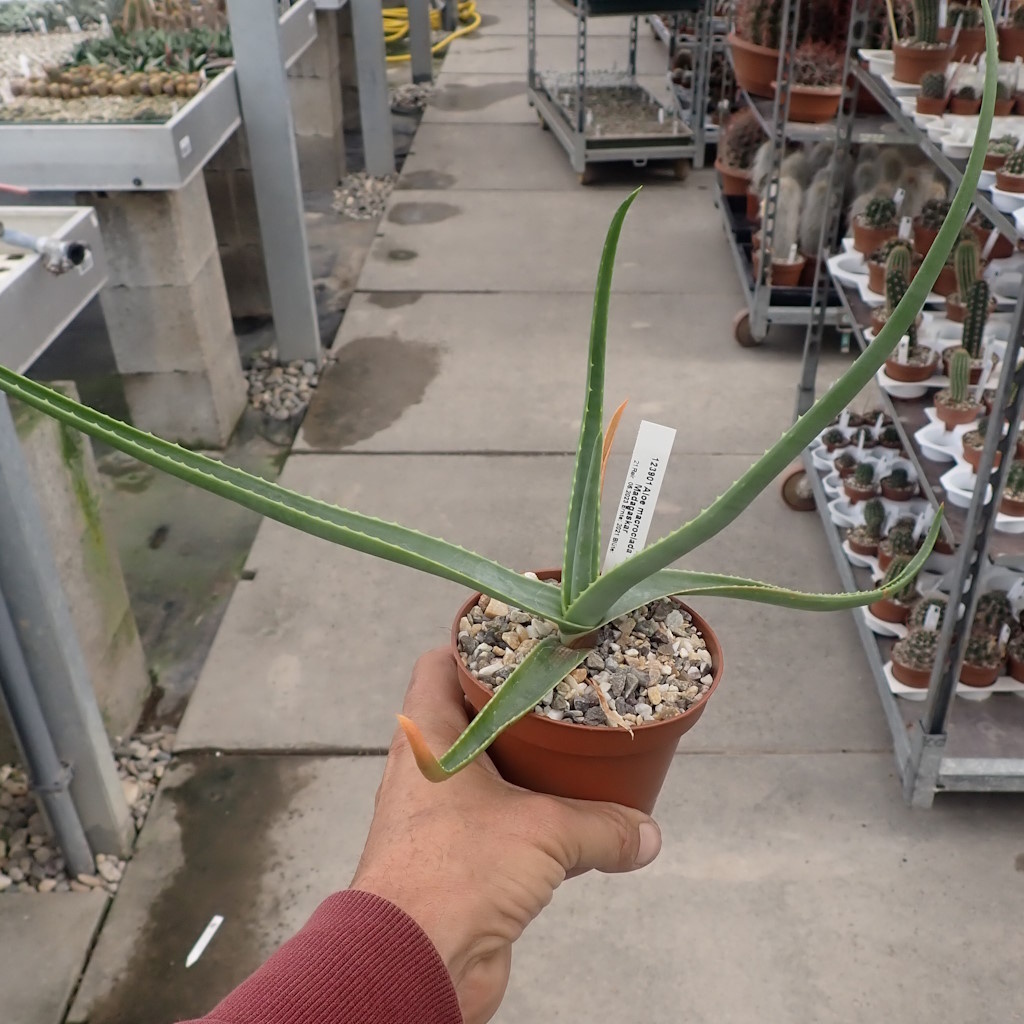 Aloe macroclada Madagaskar - Uhlig Kakteen - plus de 5000 d'espèces ...