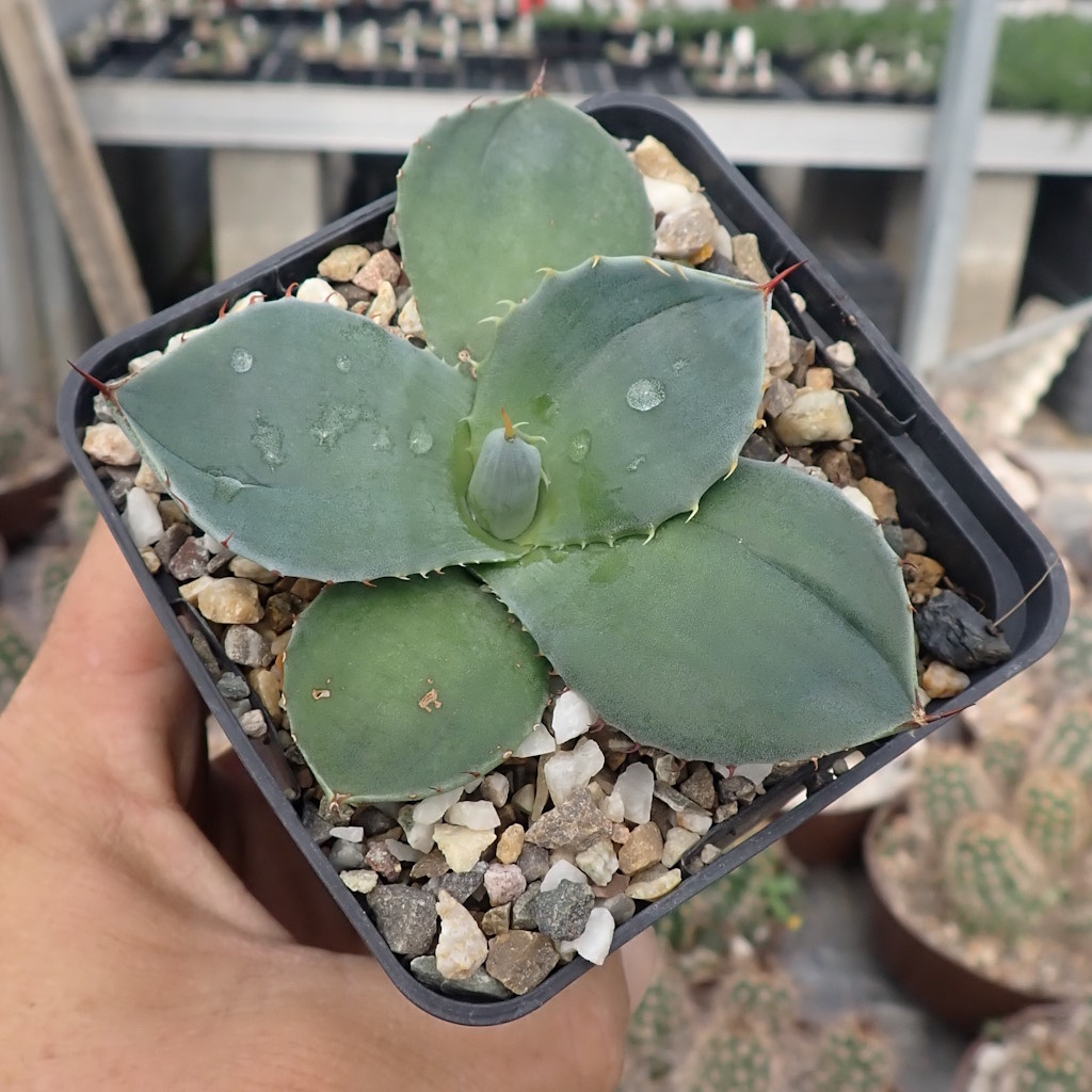 Agave parryi v. truncata (dw) - Uhlig Kakteen - plus de 5000 d'espèces ...