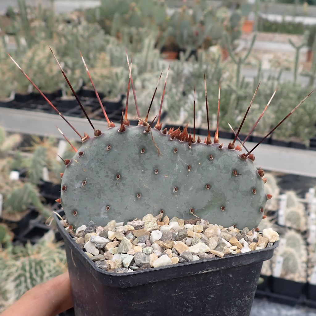 Opuntia macrocentra cv. Jan Emming (dw) - Uhlig Kakteen - Über 5000 ...