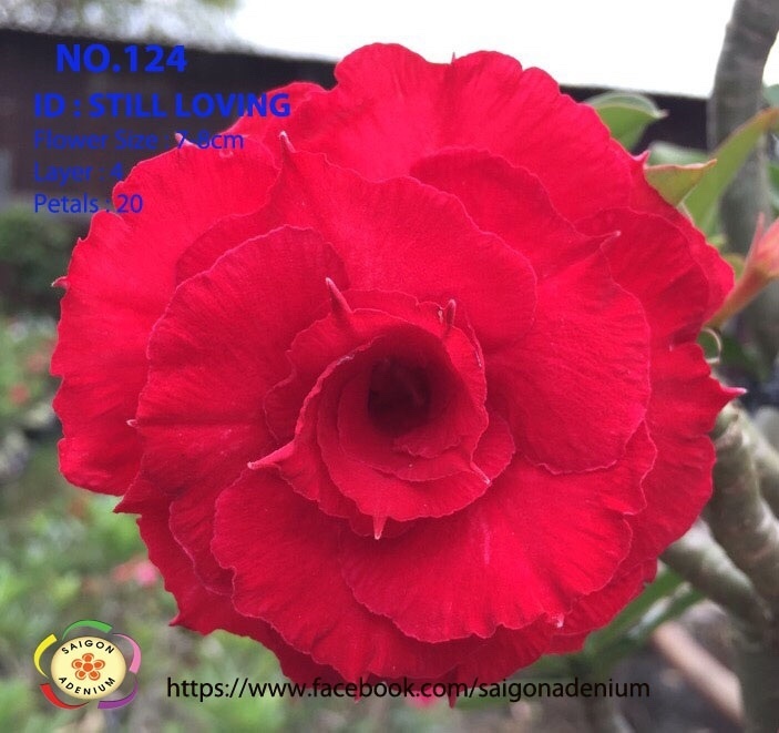 Adenium obesum-Hybr. Still Loving 124 - Uhlig Kakteen - more than 5,000 ...