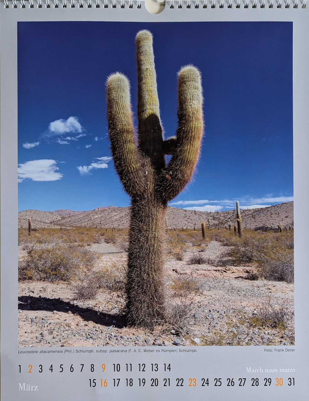 Cacti and succulents calendar - Uhlig Kakteen - more than 5,000 ...