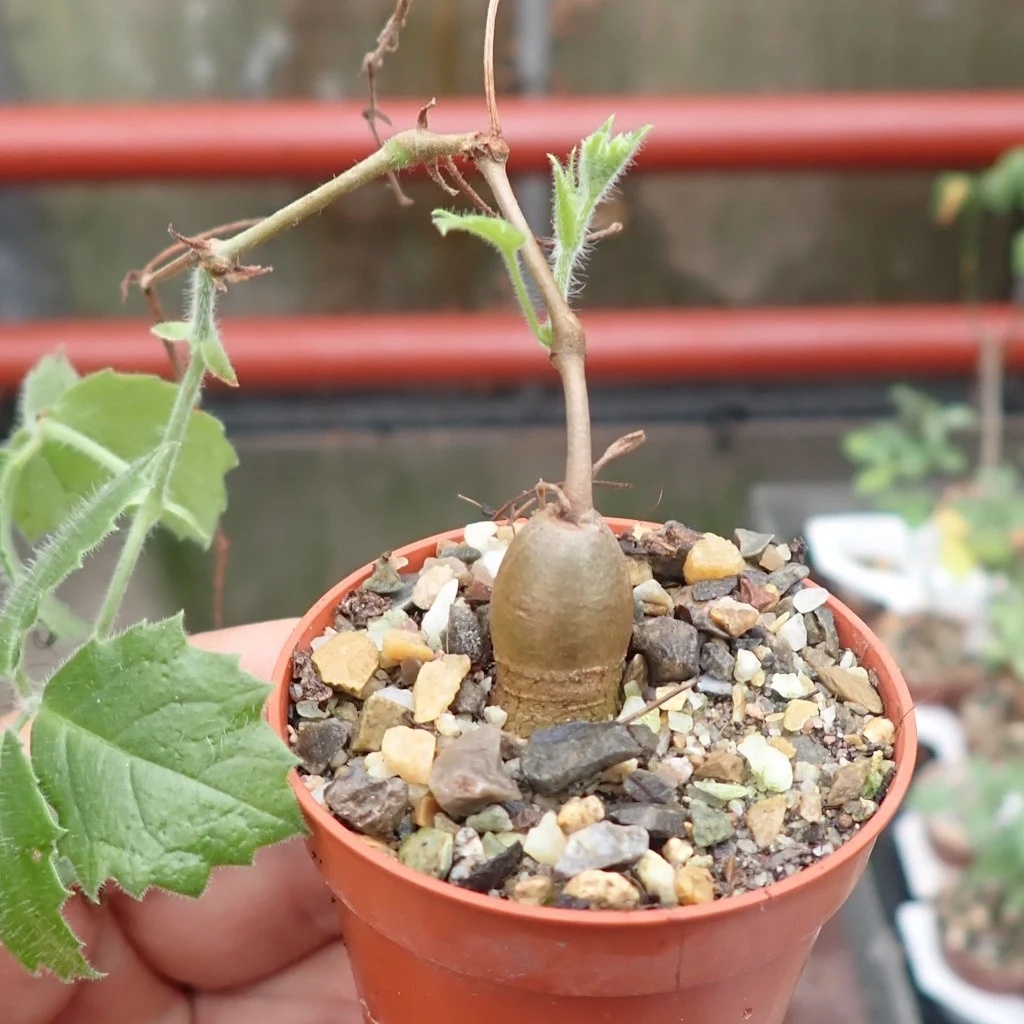 Cyphostemma adenocaule - Uhlig Kakteen - more than 5,000 different species