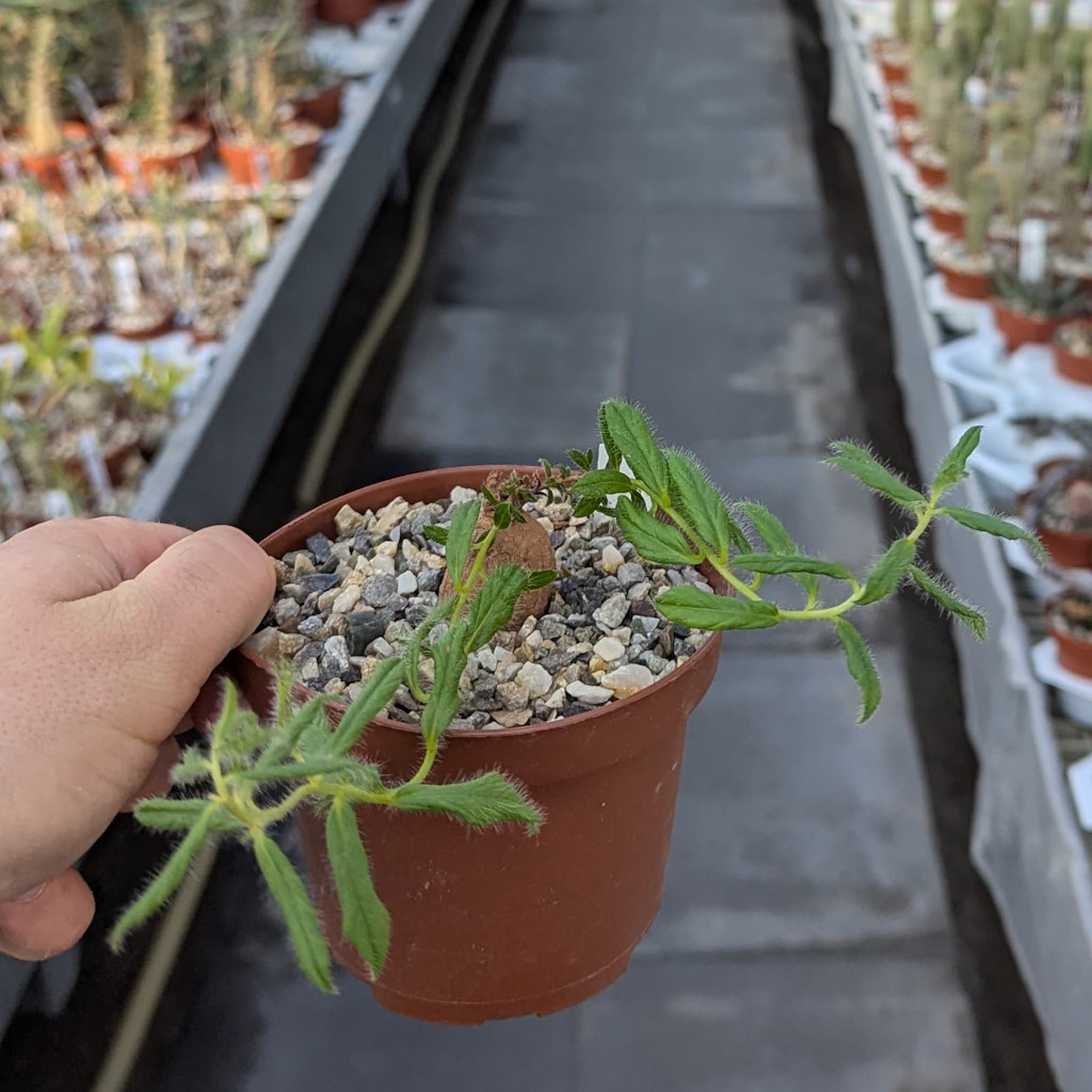 Ipomoea sp. Yellow Flower Njombe Prov., Tanzania - Uhlig Kakteen - Über ...