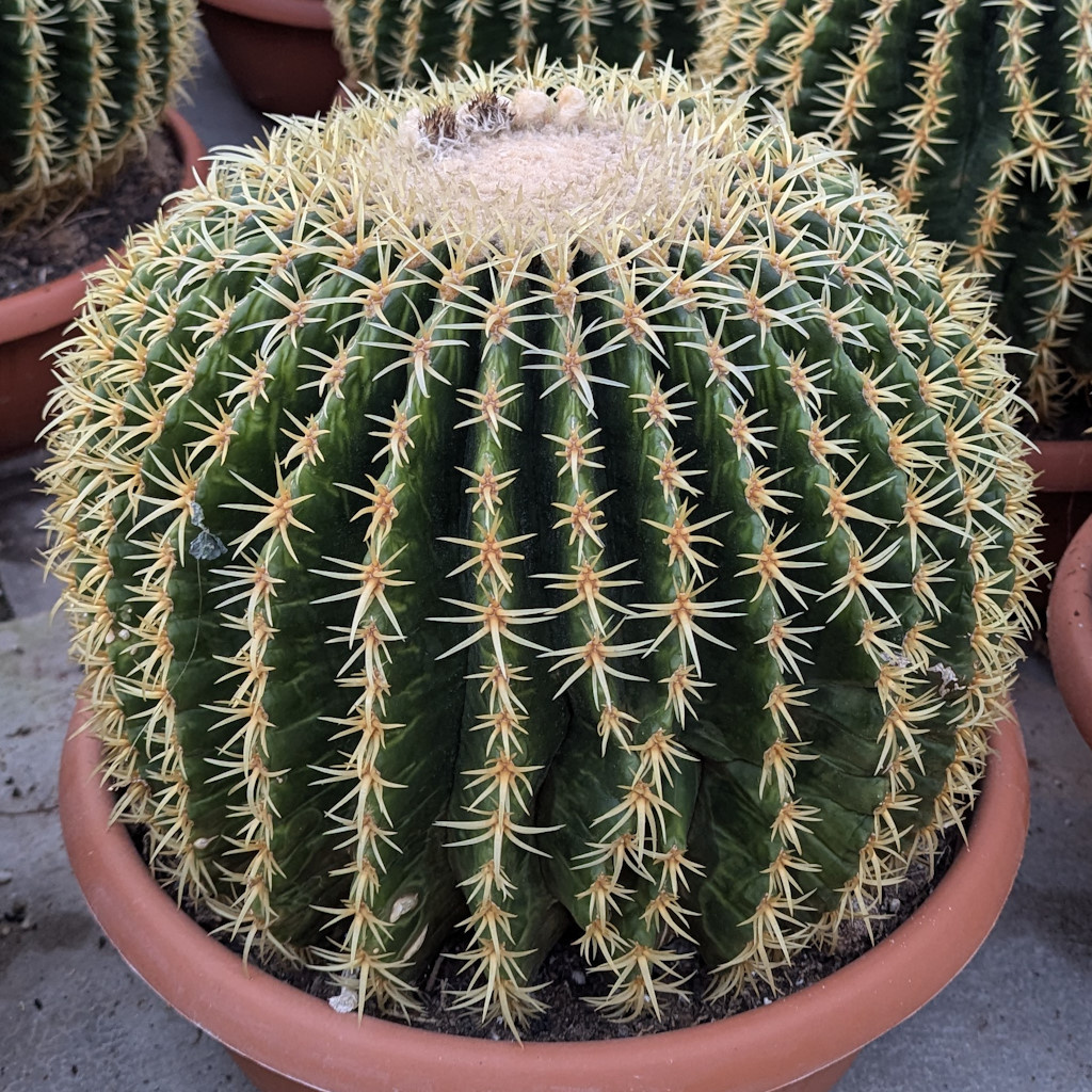 Echinocactus grusonii cv. Brevispinus XL - Uhlig Kakteen - Über 5000 ...