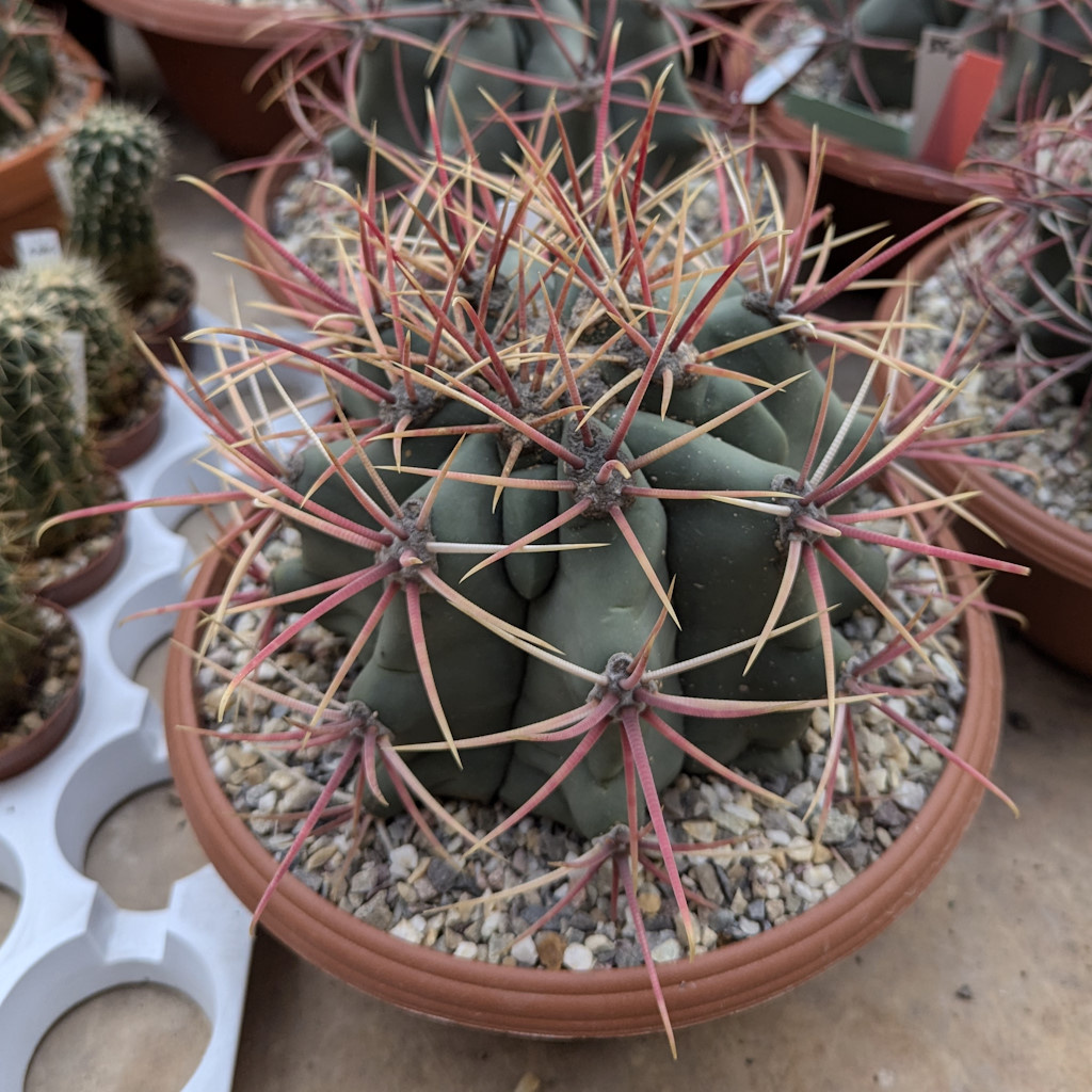 Ferocactus emoryi XL - Uhlig Kakteen - more than 5,000 different species
