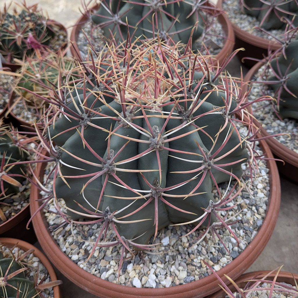 Ferocactus emoryi XL - Uhlig Kakteen - more than 5,000 different species
