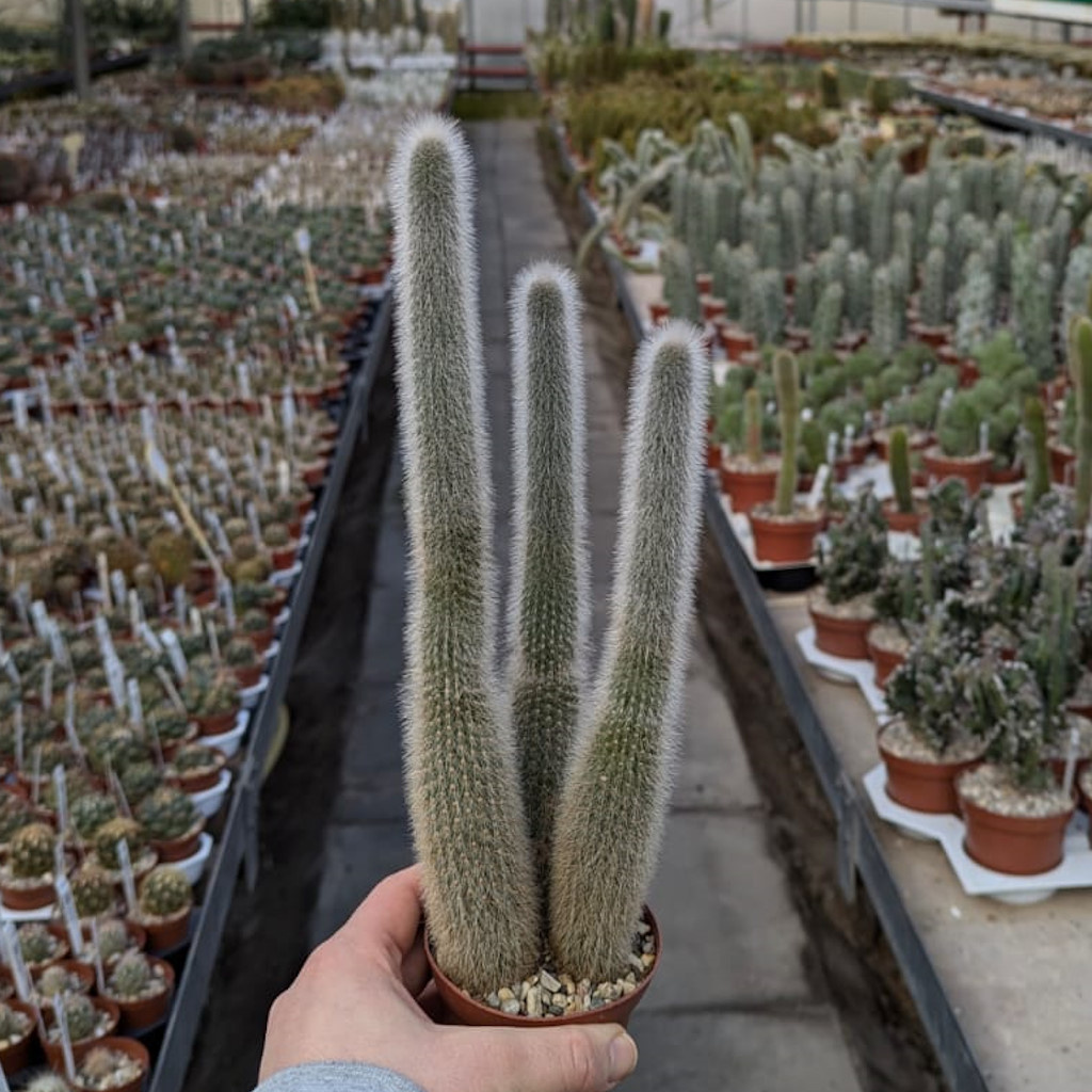 Cephalocleistocactus ritteri - Uhlig Kakteen - plus de 5000 d'espèces ...