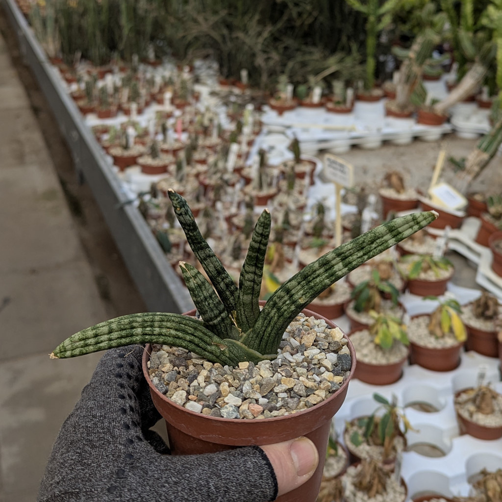 Sansevieria cylindrica cv. Boncel Sumo - Uhlig Kakteen - more than ...
