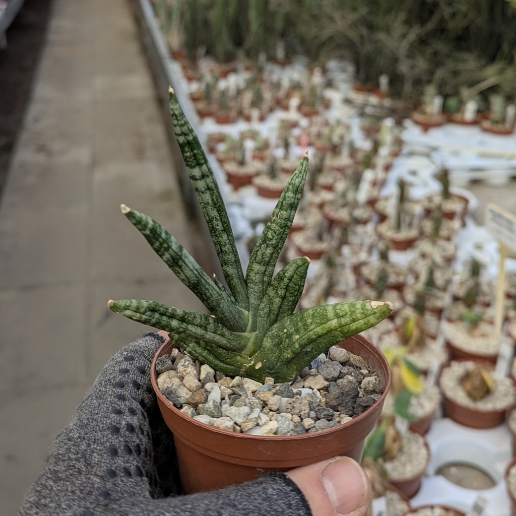 Sansevieria cylindrica cv. Boncel Sumo - Uhlig Kakteen - more than ...