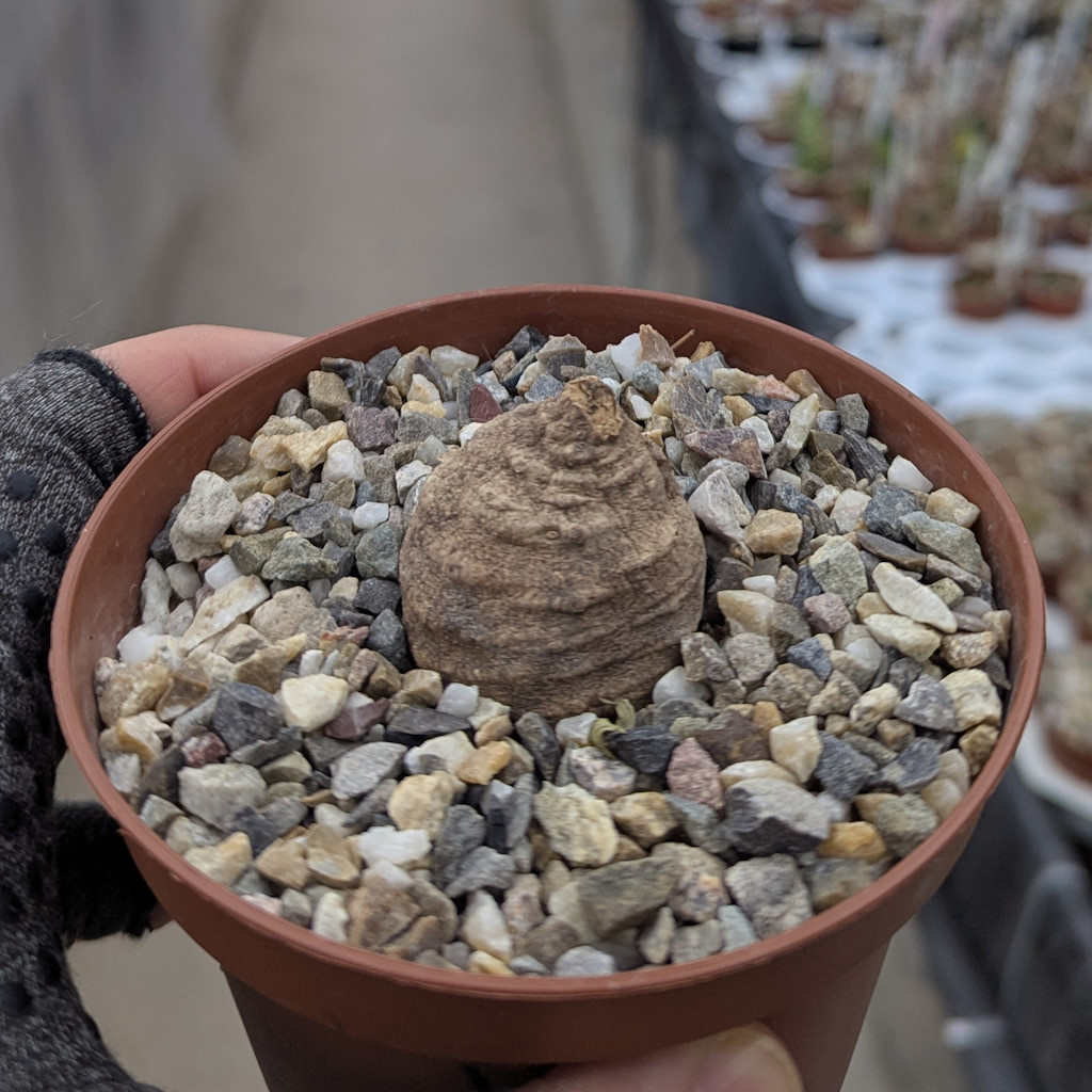 Trochomeria polymorpha Madibira, Tanzania - Uhlig Kakteen - Über 5000 ...