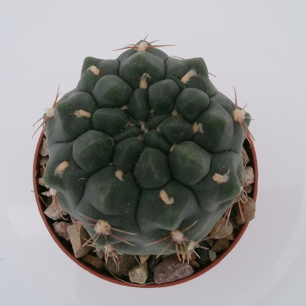 Gymnocalycium morroense TOM 09-394/1 - Uhlig Kakteen - Über 5000 ...