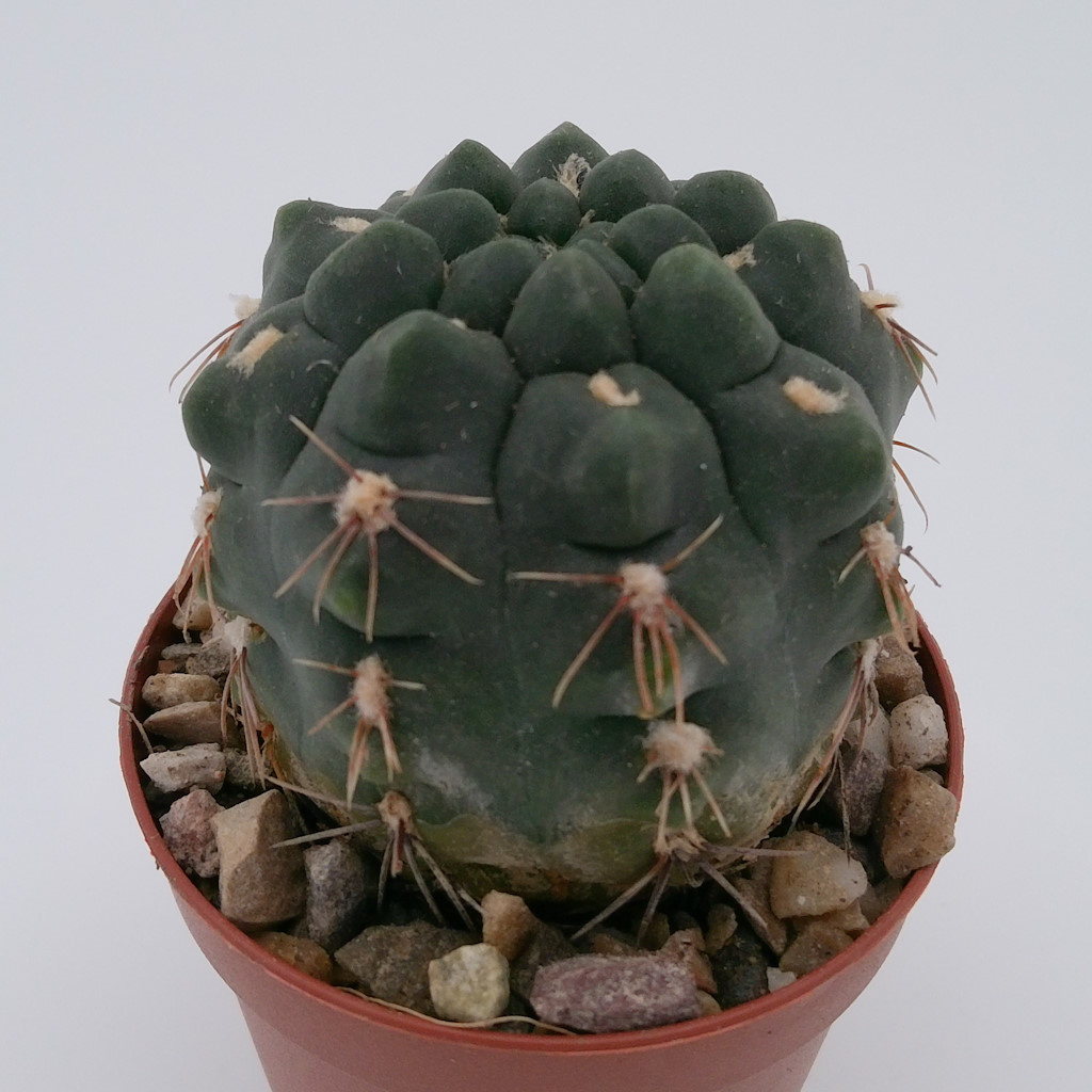 Gymnocalycium morroense TOM 09-394/1 - Uhlig Kakteen - Über 5000 ...