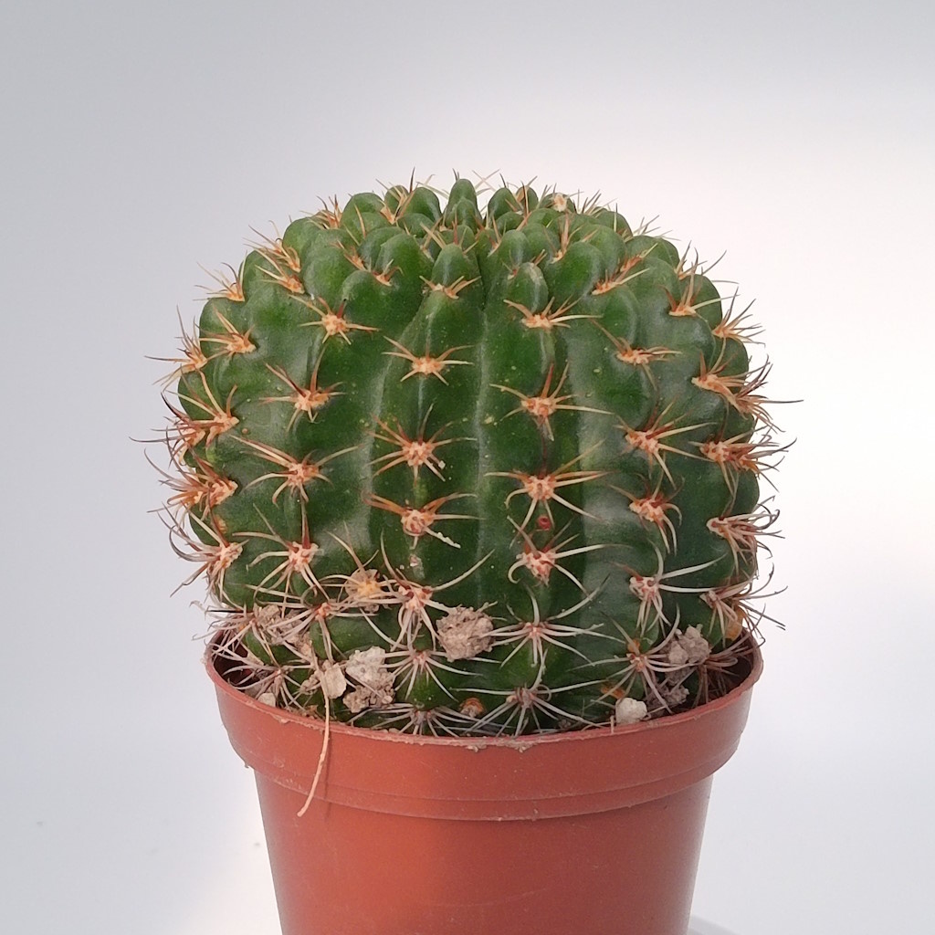Echinopsis kratochviliana - Uhlig Kakteen - more than 5,000 different species