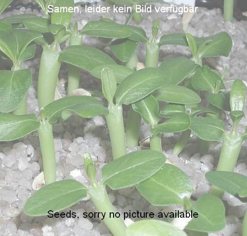 Polyxena longituba (Semillas) - Uhlig Kakteen - Más que 5.000 especies ...