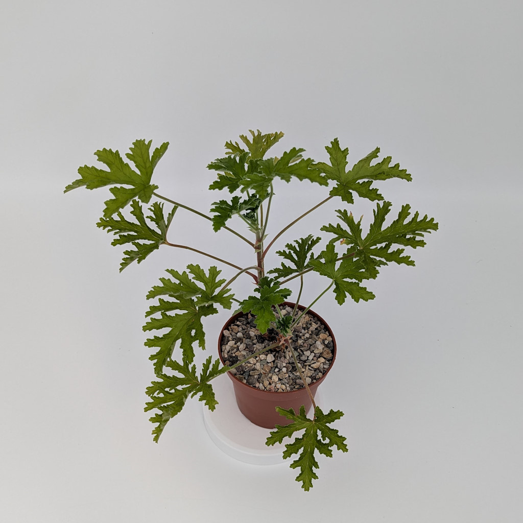 Pelargonium odoratissimum - Uhlig Kakteen - more than 5,000 different ...